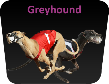 Adani999 - Award Winning Exchange Platform